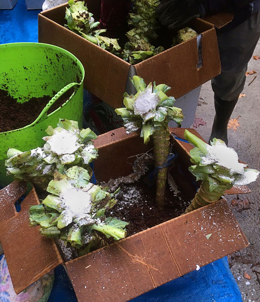 Cedar Circle teams up with local seed-savers to restore rare cabbage