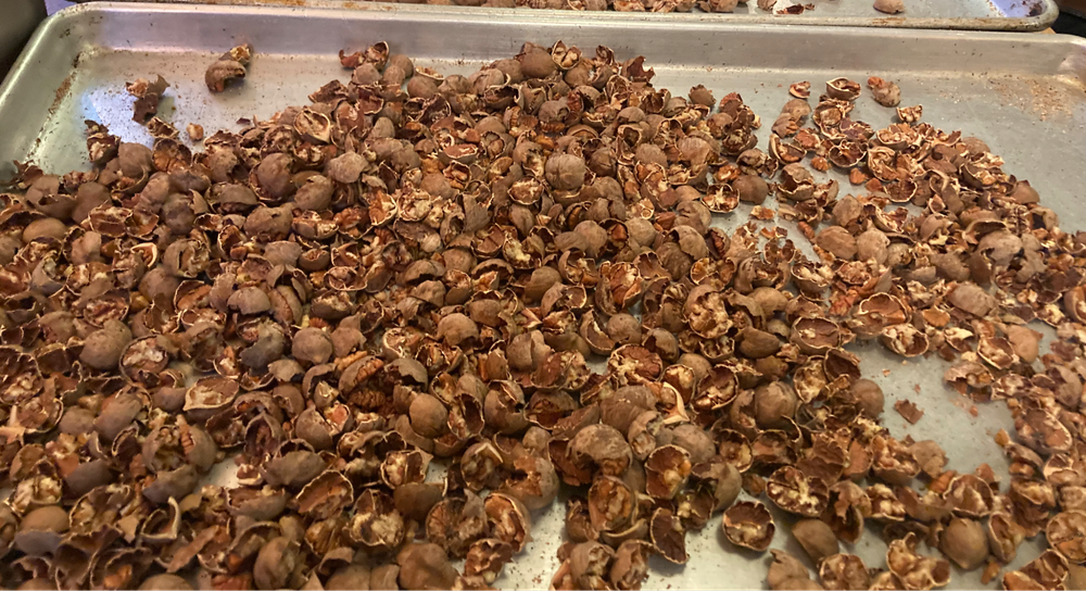 Yellowbud hickory, the olive oil of the North?