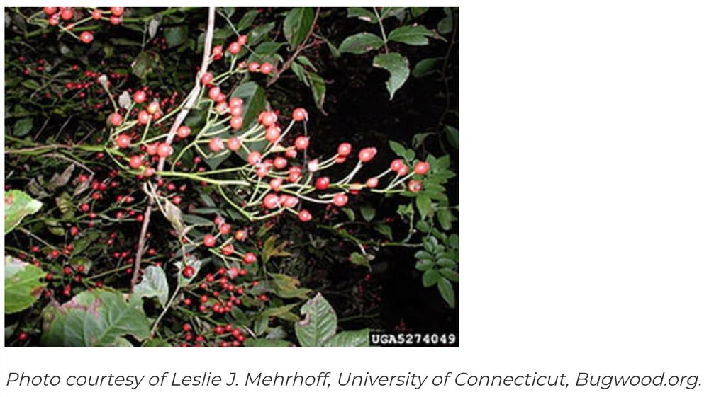 Multiflora rose - it's pretty .... invasive