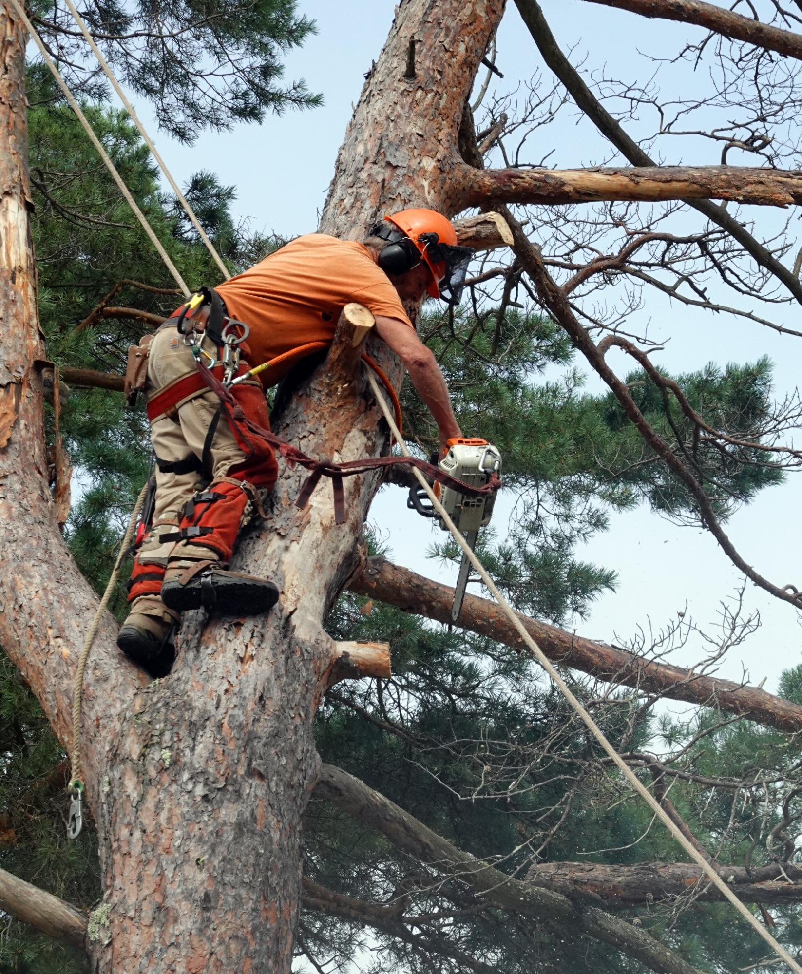 Teamwork takes down TCCA’s tricky tree